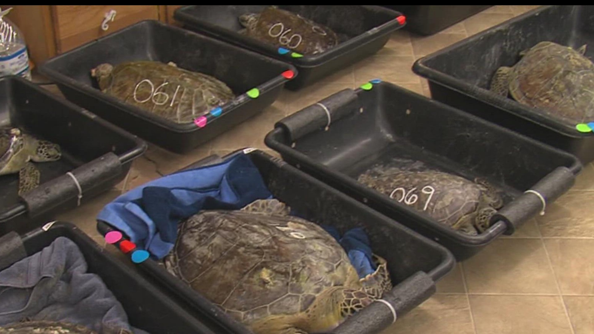 Ongoing efforts to protect cold stunned sea turtles | kiiitv.com