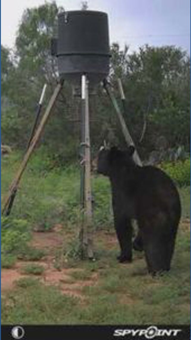 Game camera captures black bear roaming South Texas ranch | kiiitv.com