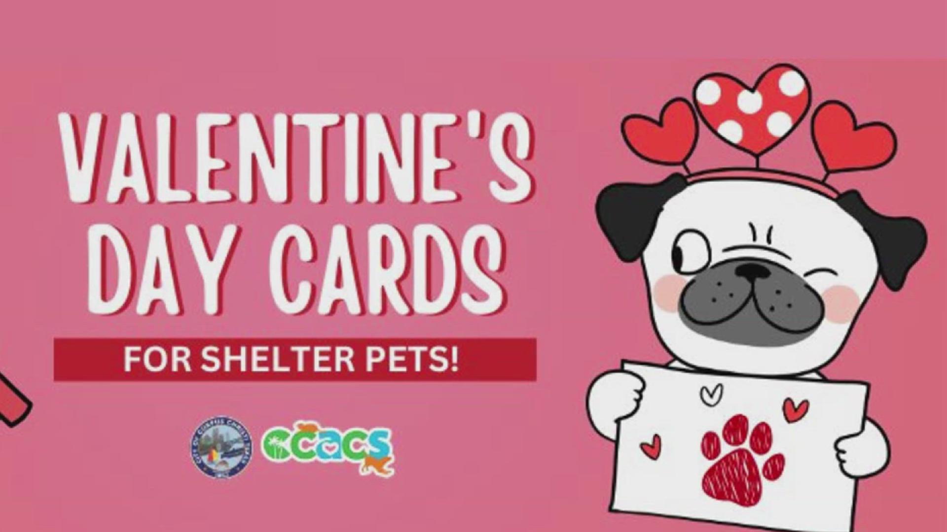 Animal Valentine's Day adoption event happening on Saturday | kiiitv.com