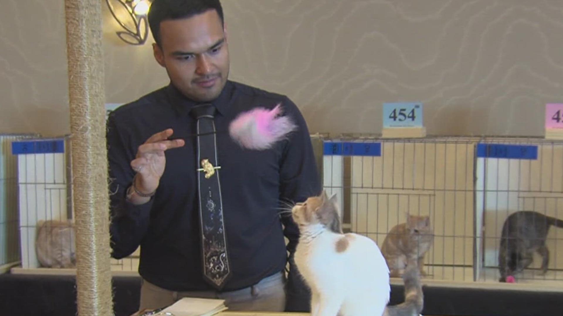 Catch the International Feline Showcase on Sunday | kiiitv.com