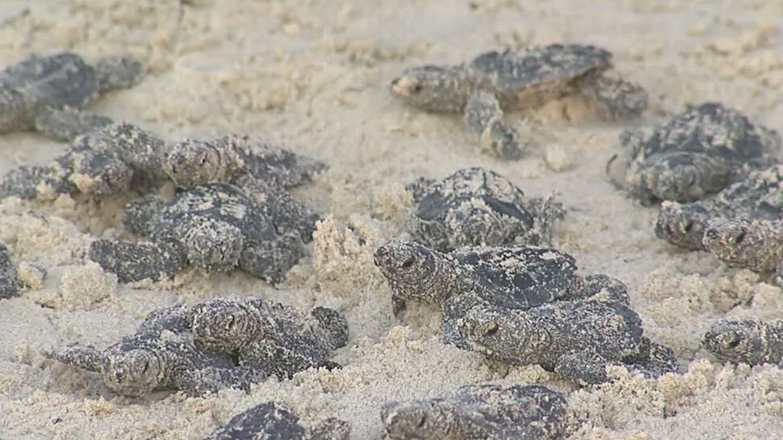 Yellow or blue flags on Corpus Christi beaches indicate turtle nesting ...