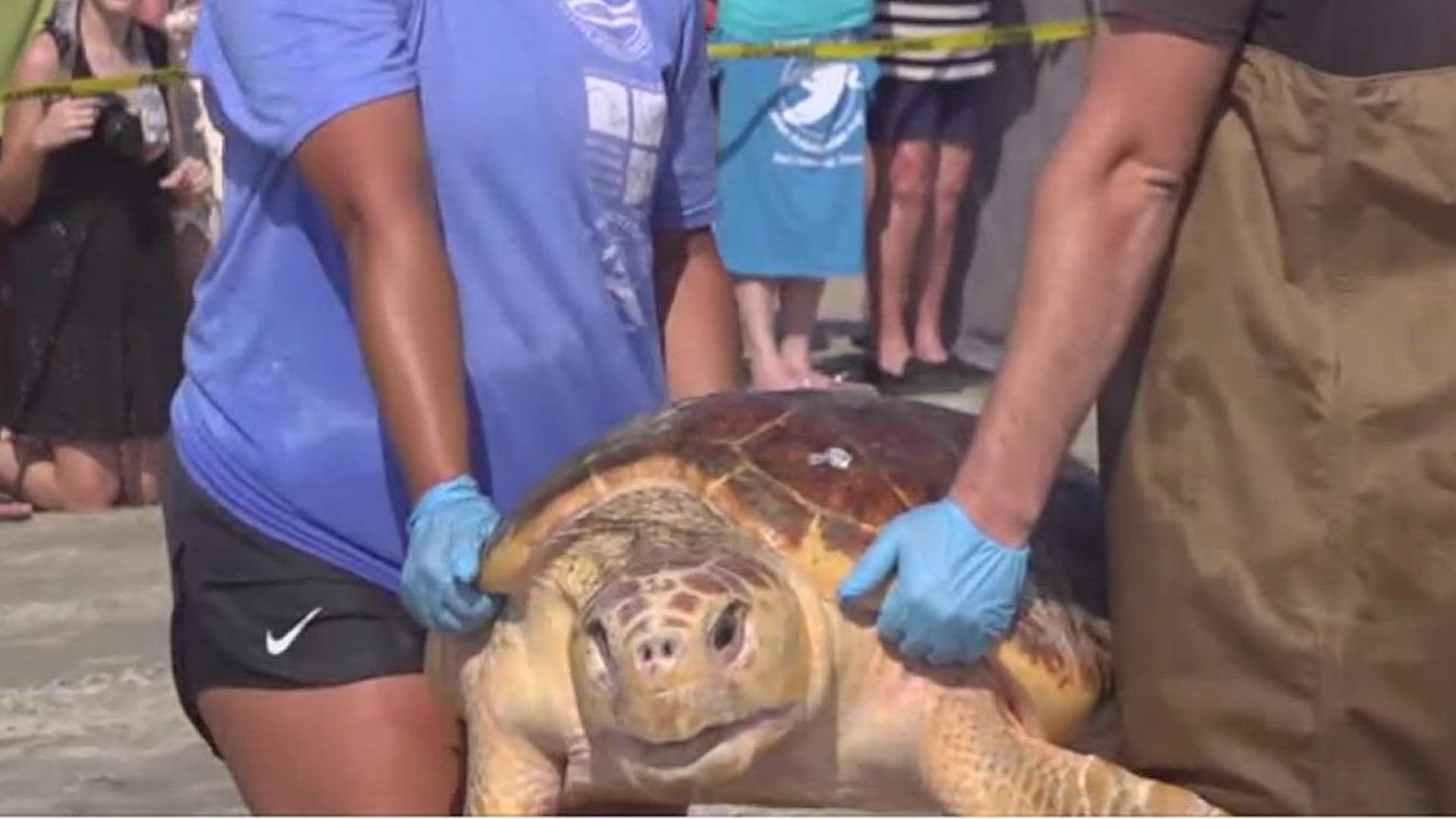 Cold-Stunned turtles, fragile nests and a fight to keep it all alive ...