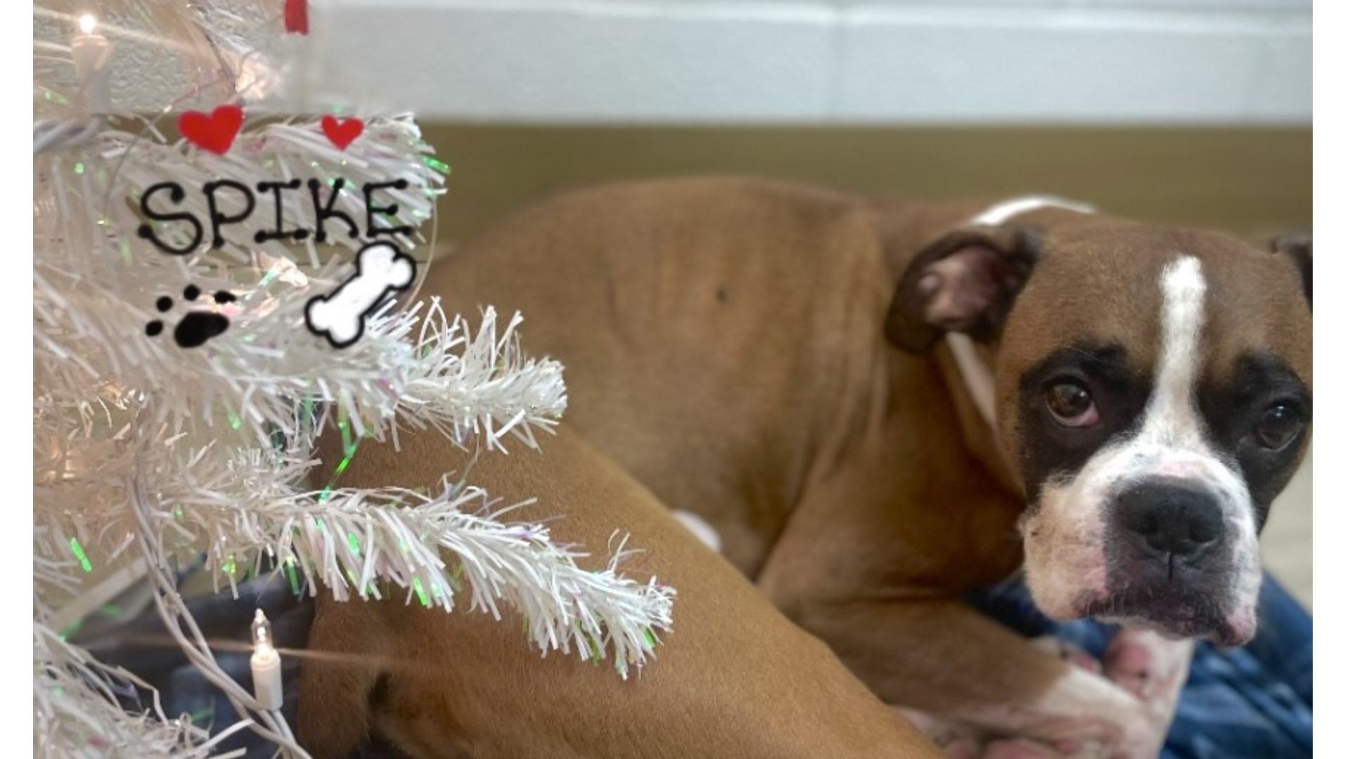 Corpus Christi shelter pets treat bags | kiiitv.com