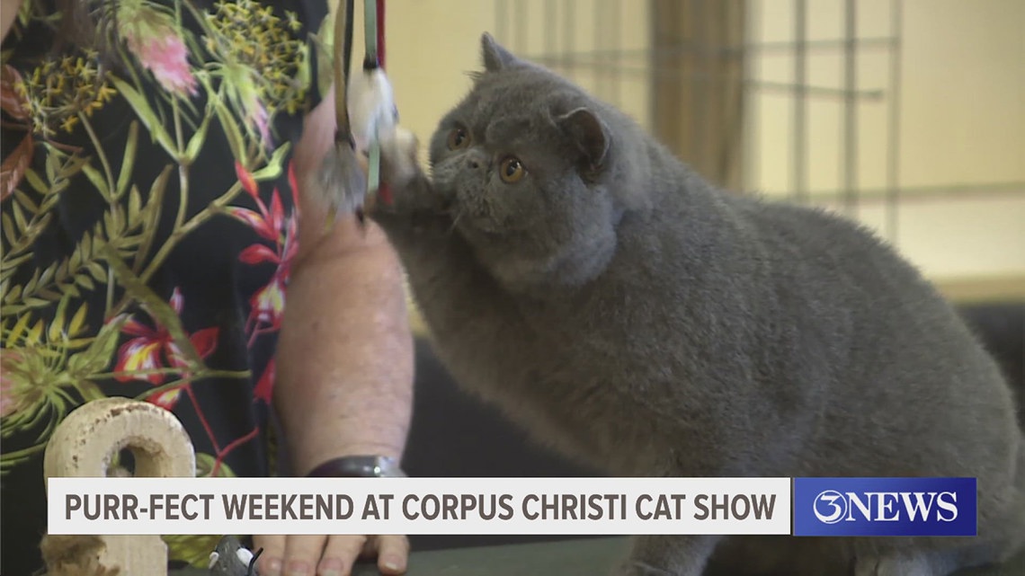 Purr-fect weekend at the International Feline Showcase | kiiitv.com