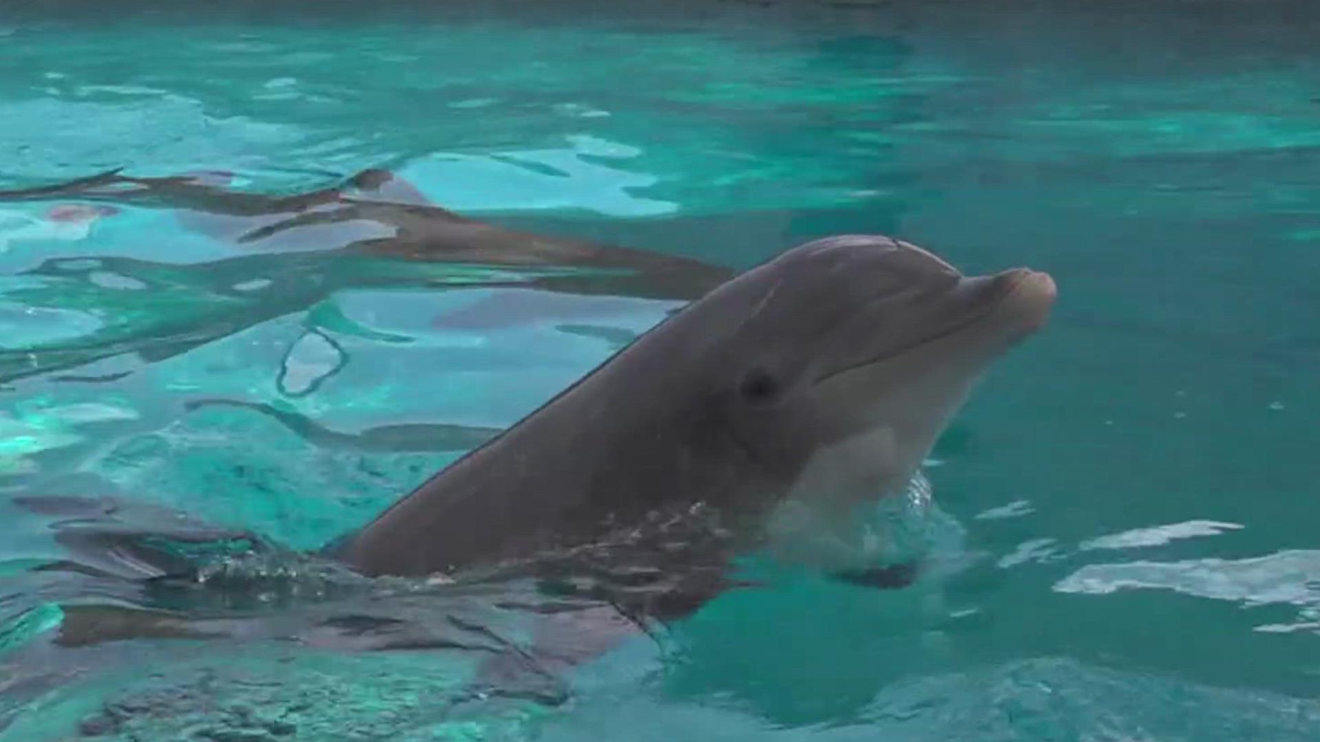 MHID is making mental health resources available & accessible | kiiitv.com