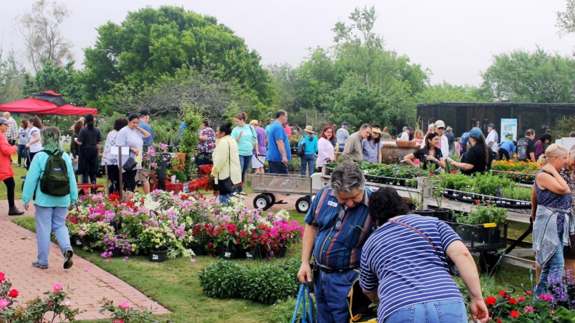 South Texas Botanical Gardens Big Bloom Plant Sale | kiiitv.com