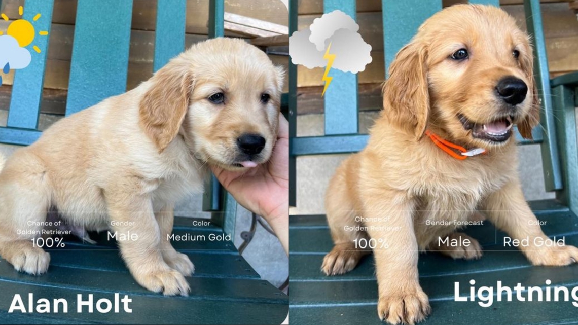 Texas pups born during hurricane season named after meteorologist ...