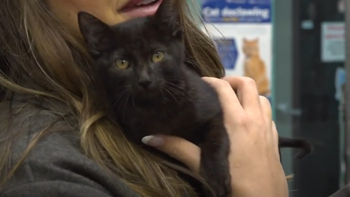 Rescue tails| Cuddly cats are waiting to be adopted! | kiiitv.com