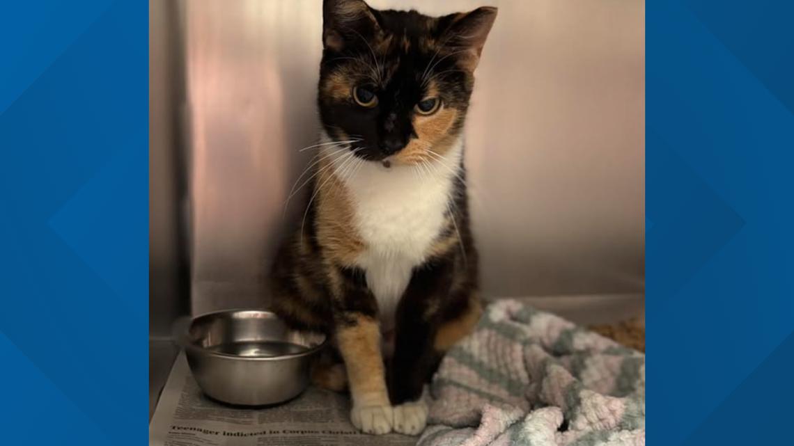 Local cats who prefer 'minimal human contact' up for adoption | kiiitv.com