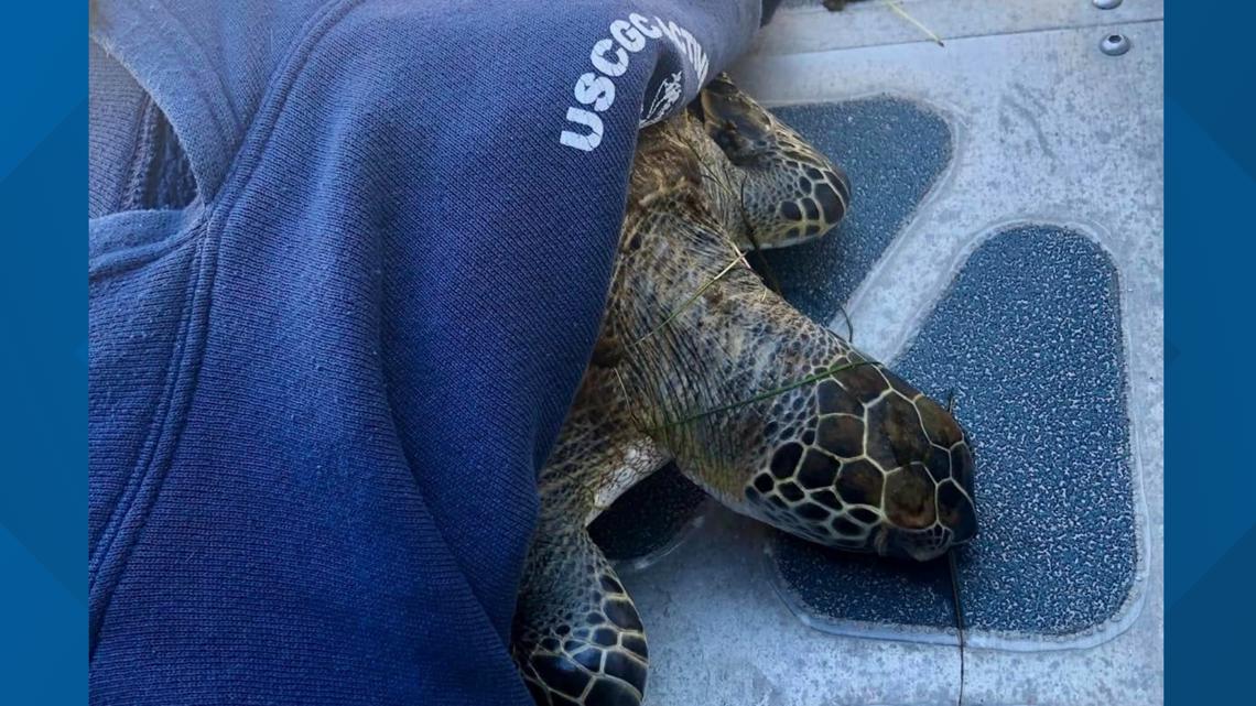 Data detects sea turtle conditions in cold | kiiitv.com