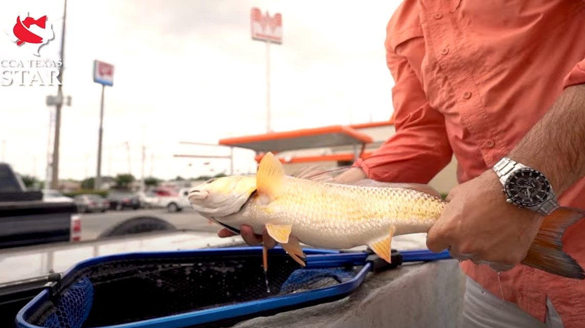 2023 CCA STAR Fishing Tournament | kiiitv.com