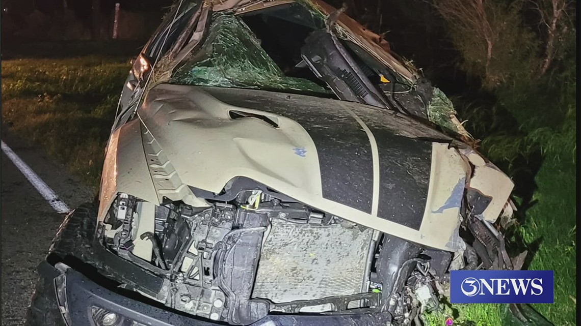 DPS: Wild animals causing crashes is rare in Coastal Bend | kiiitv.com