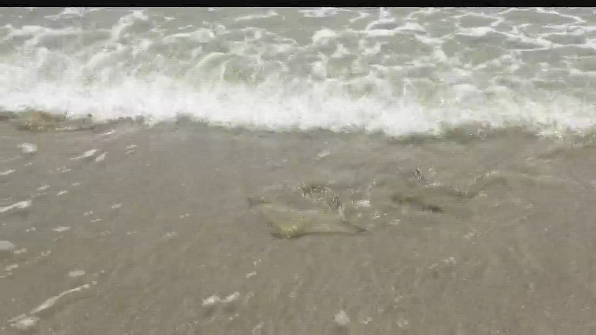 Watch out for migrating stingrays along Gulf-side beaches | kiiitv.com