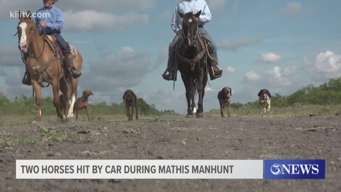 Two horses hit by car during Mathis manhunt | kiiitv.com