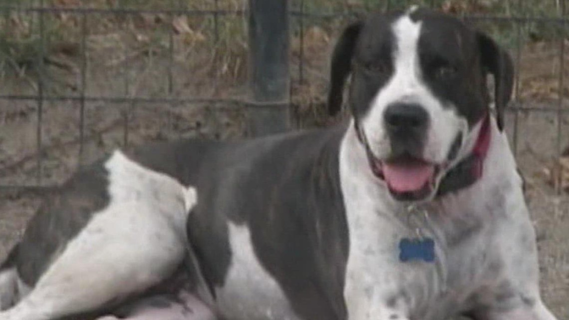 Riley P. Dog Park currently seeking additional funds | kiiitv.com