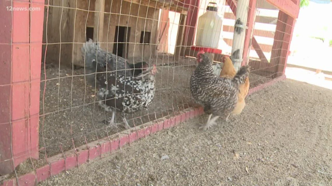 Health concerns arise over D.I.Y. chicken coop craze | kiiitv.com