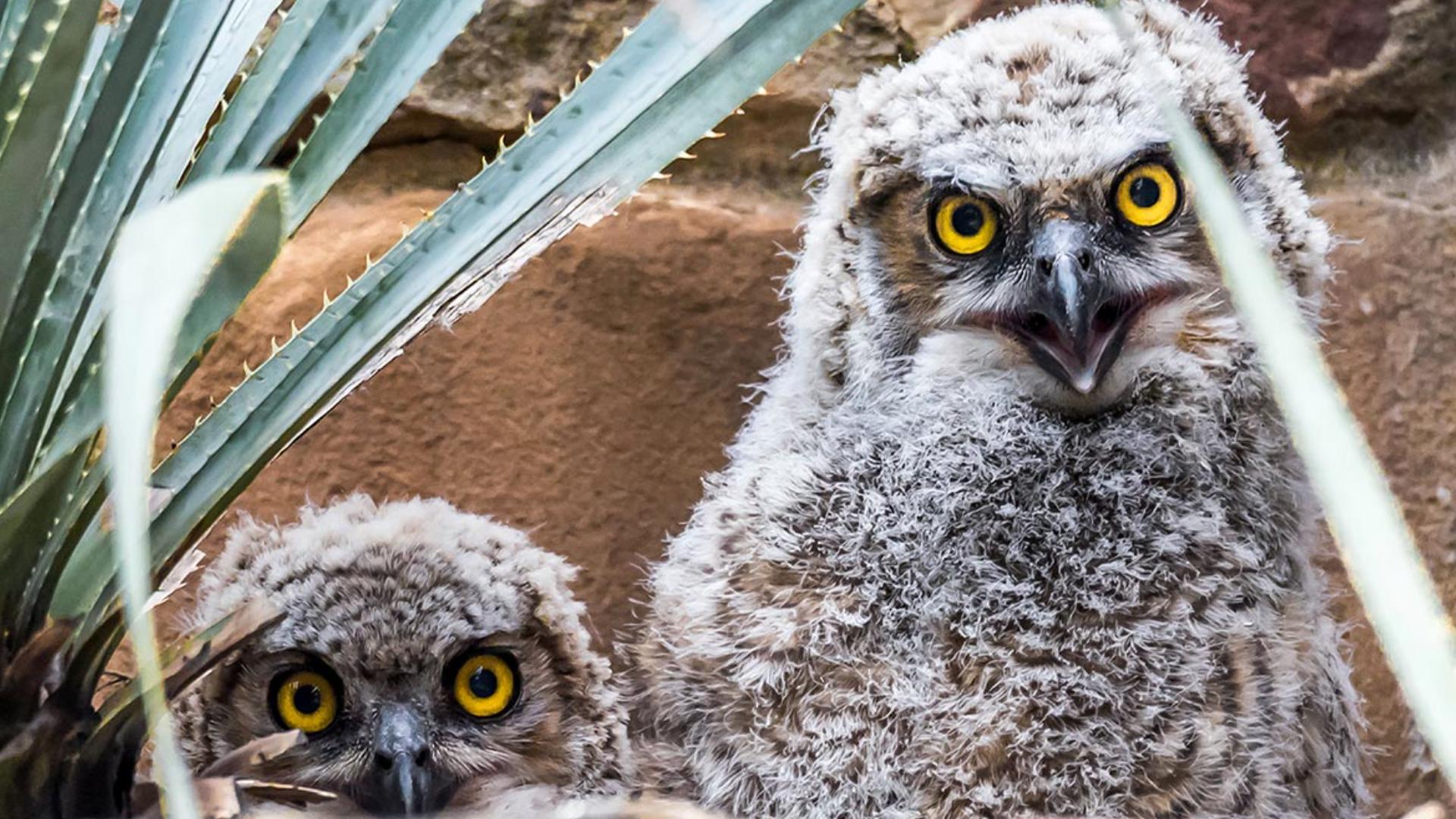 2 baby owls born at Austin's Ladybird Johnson Wildlife Center | kiiitv.com