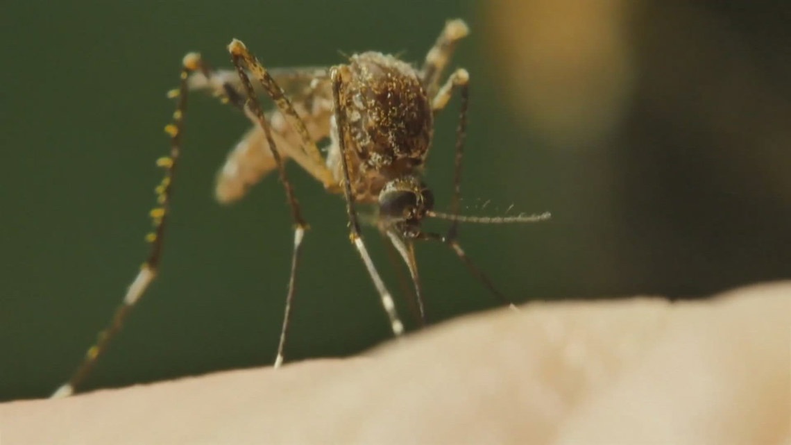 West Nile virus detected in mosquito pool near Chapman Ranch | kiiitv.com