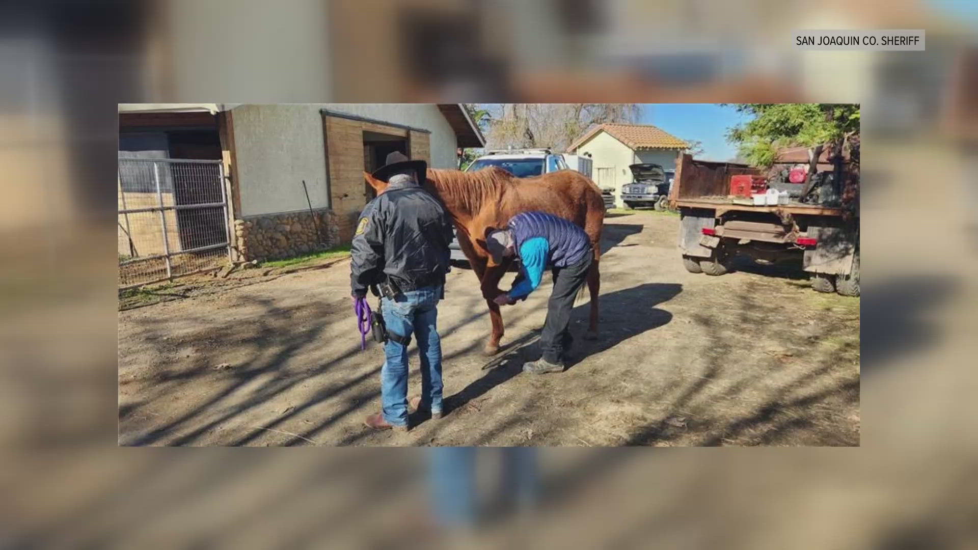Clements horse rescue: 60+ horses rescued by sheriff's deputies, SWAT ...