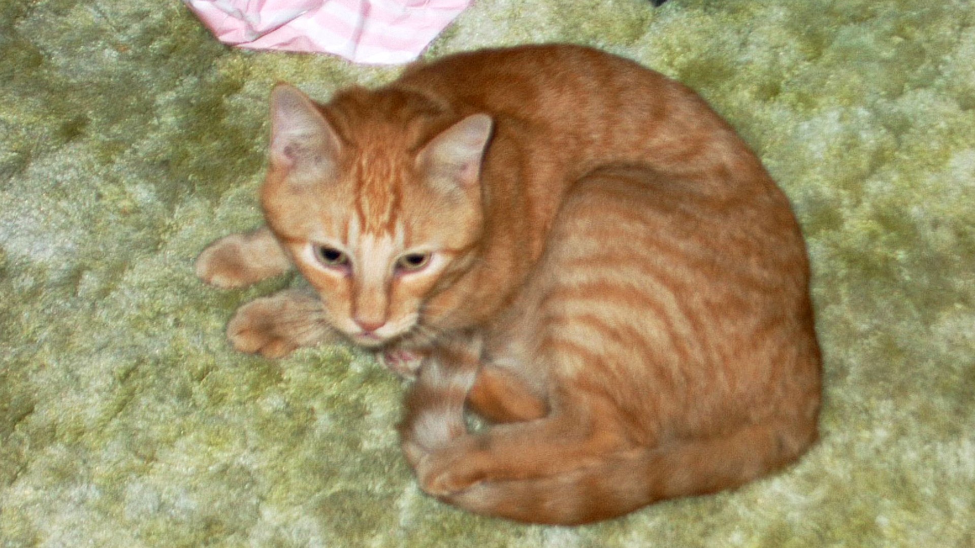 Florida cat missing for 14 years finally reunites with owner | kiiitv.com