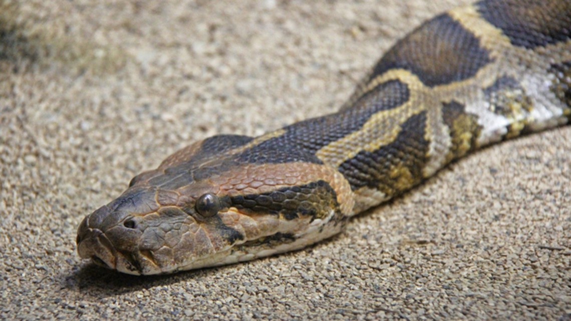 7-meter-long python swallows Indonesian woman | kiiitv.com