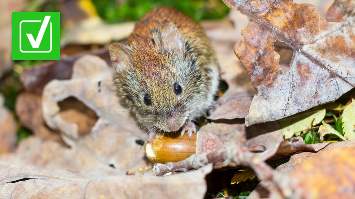 What we know about Alaskapox virus and its symptoms | kiiitv.com