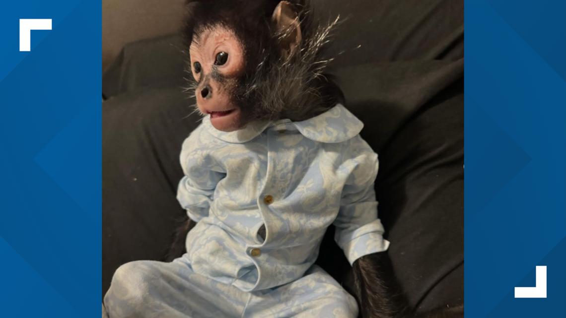 Monkey seized from North Texas influencer had medical issues | kiiitv.com