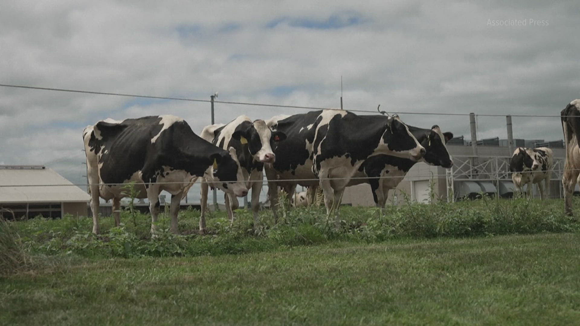 Iowa scientists researching bird flu in cows | kiiitv.com