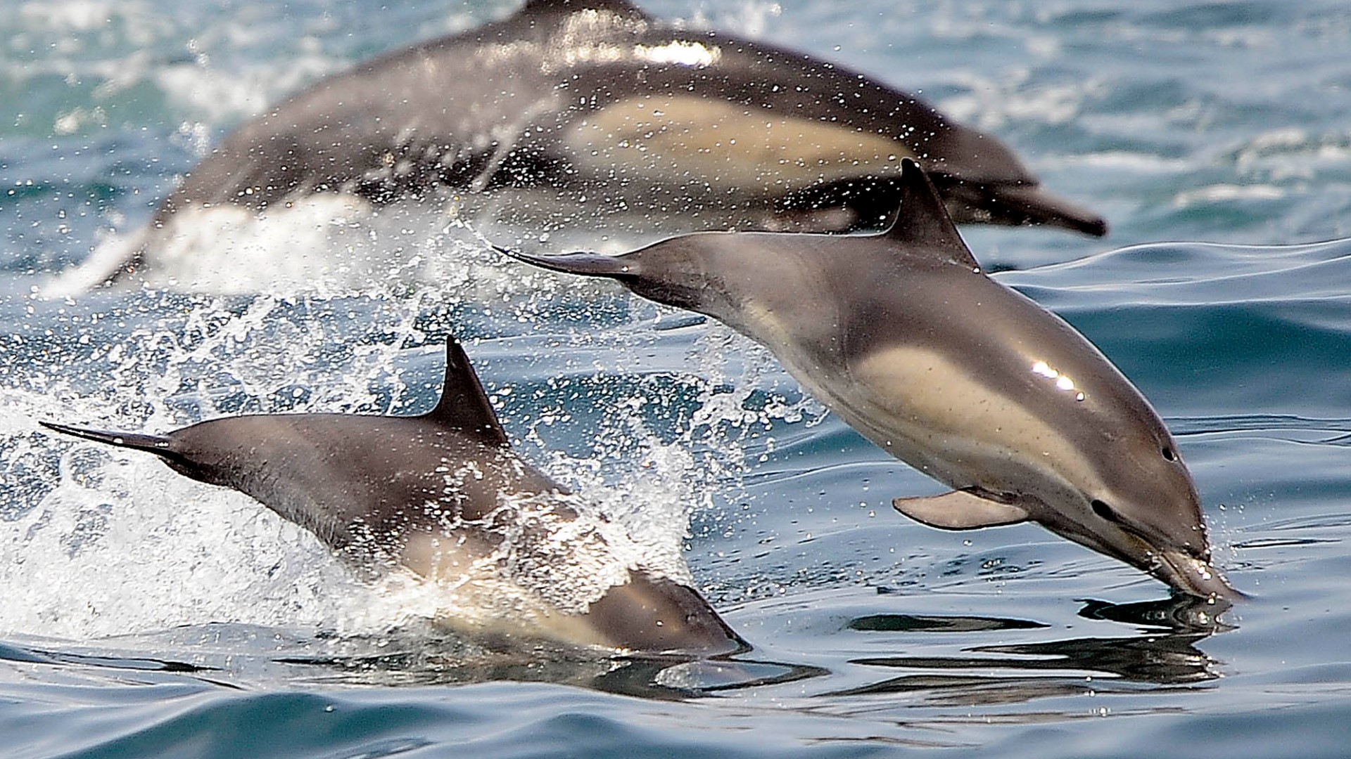 Dolphins shout at each other over human noise pollution | kiiitv.com