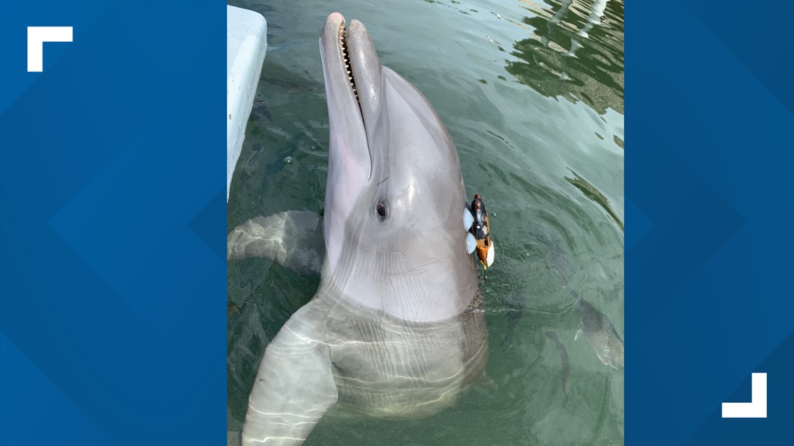 Dolphins shout at each other over human noise pollution | kiiitv.com