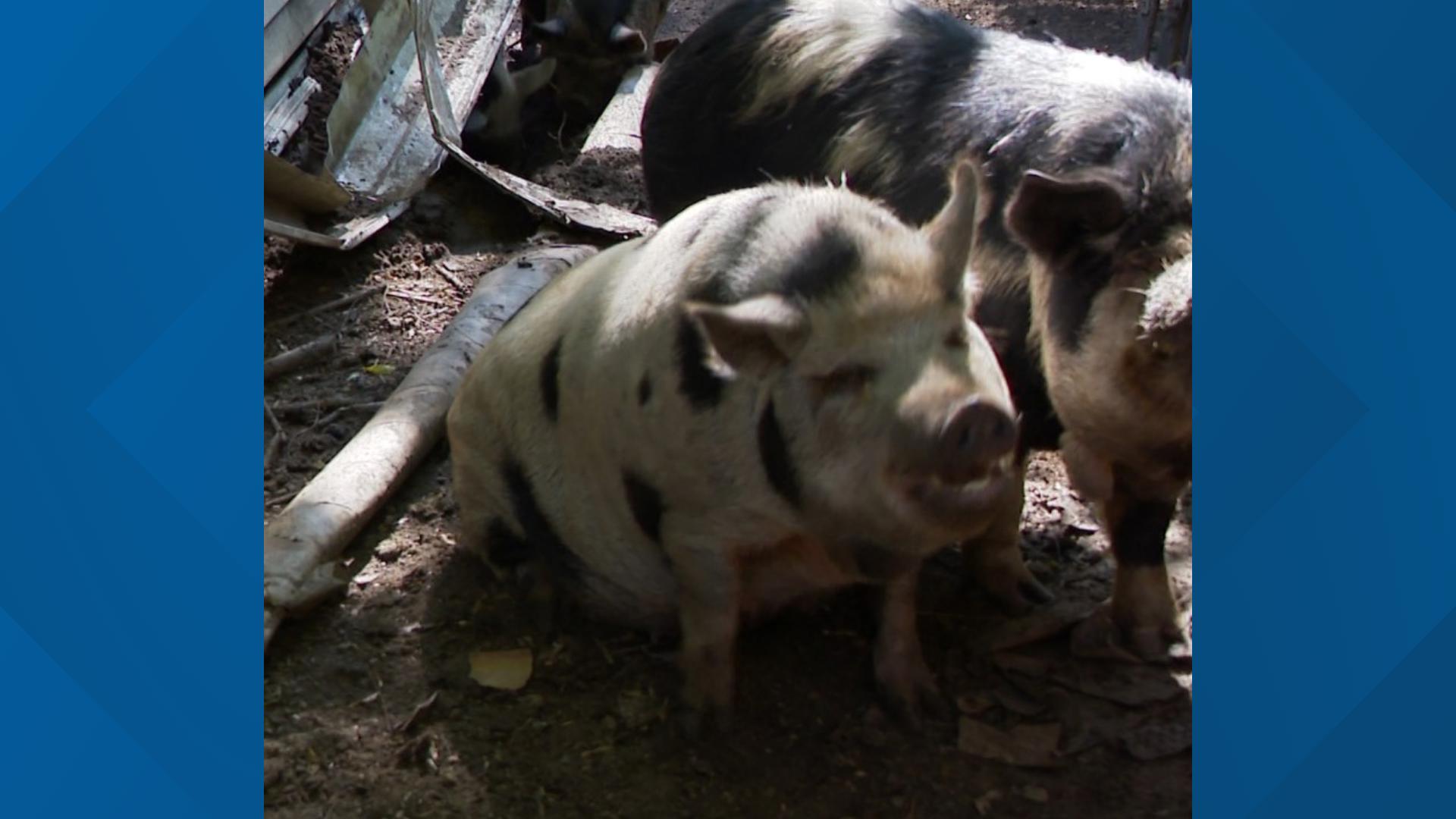 Whole Hog: Pigs cause may-ham after escaping their home | kiiitv.com