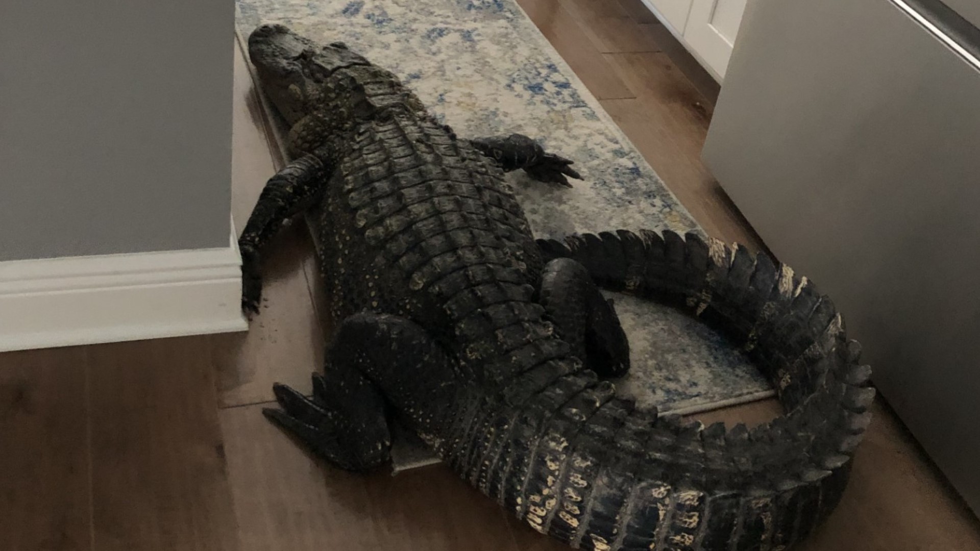 8-foot alligator found inside Venice woman's home | kiiitv.com