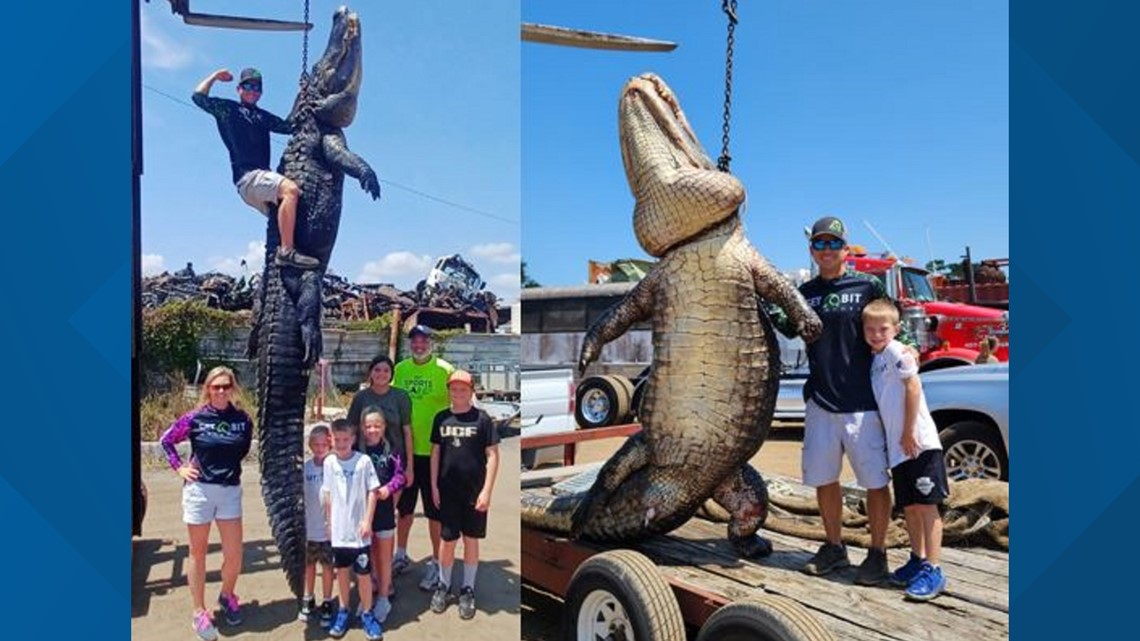 Hunters catch 920-pound gator in Central Florida | kiiitv.com