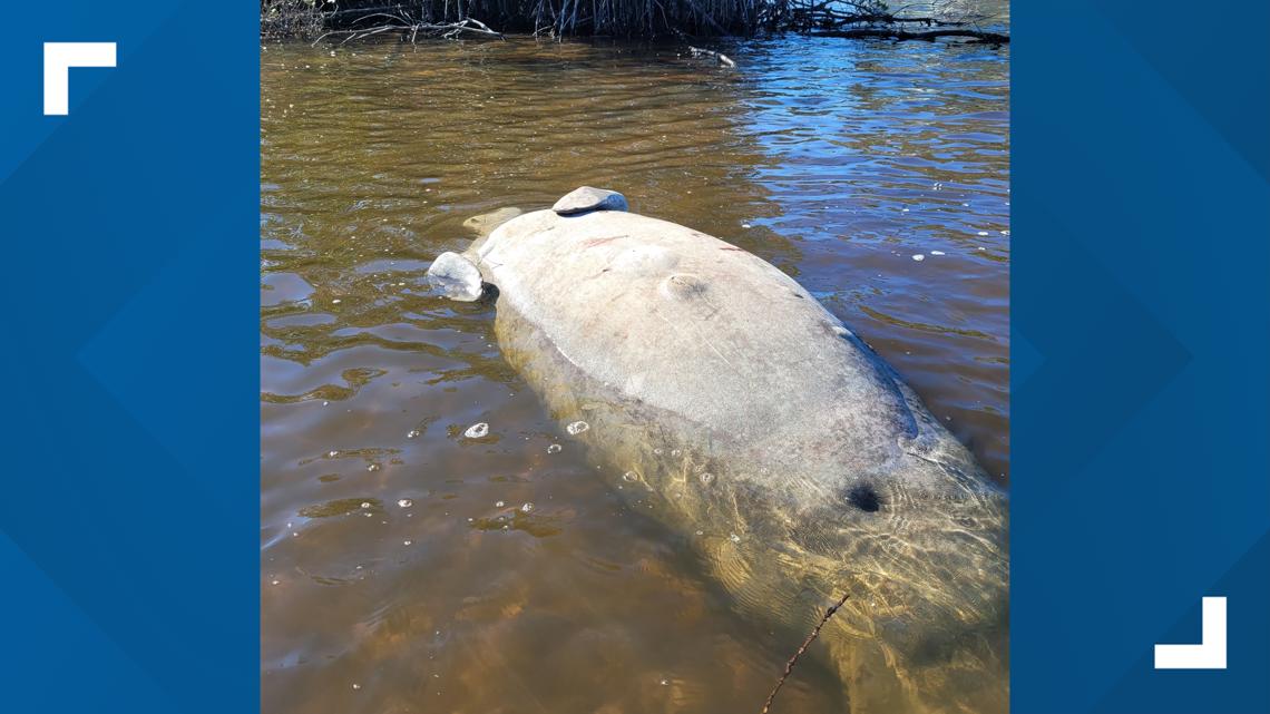 Manatee found dead in Largo died from chronic cold stress: FWC | kiiitv.com