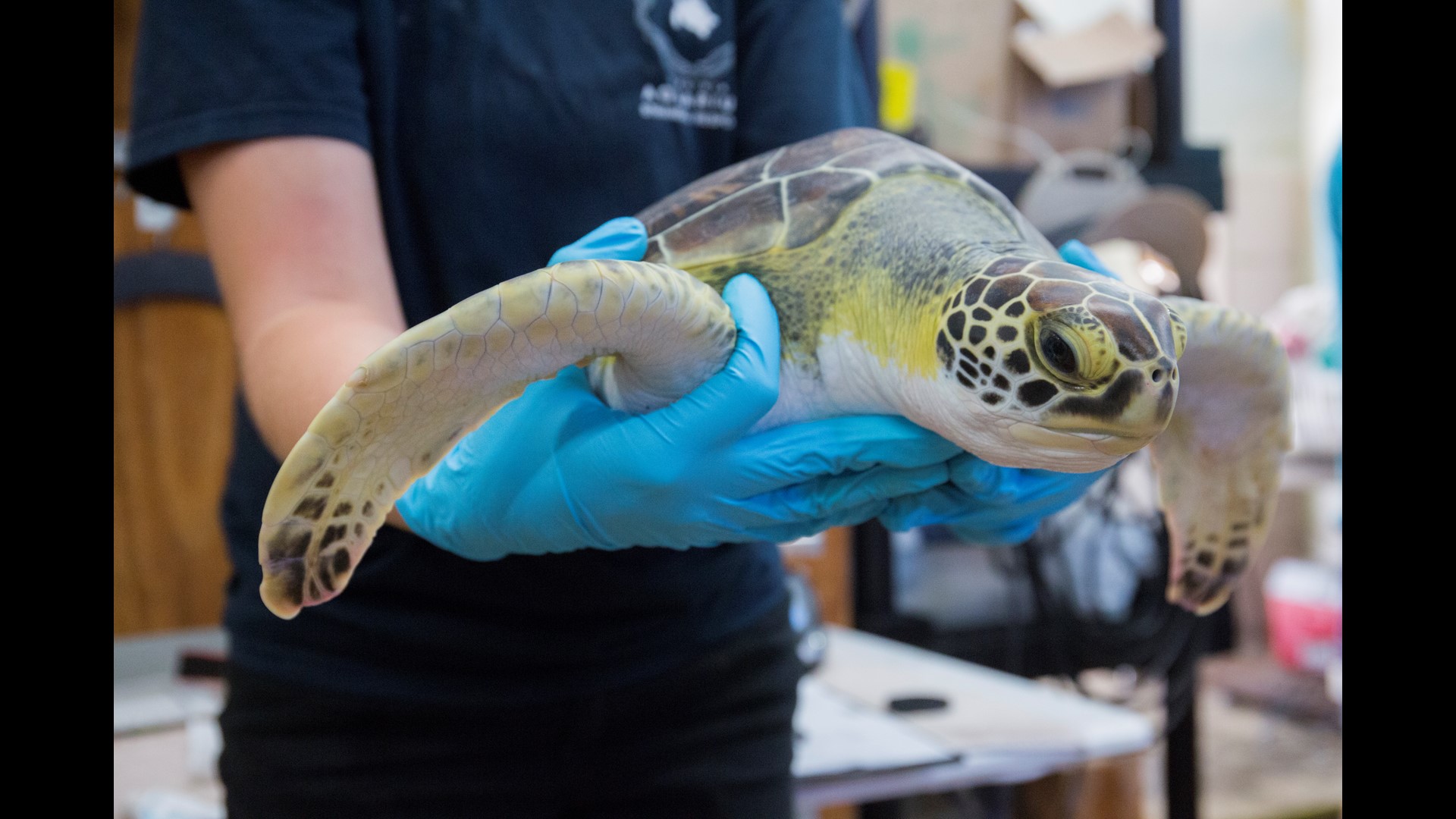 What sea turtles can you find in Texas? | kiiitv.com