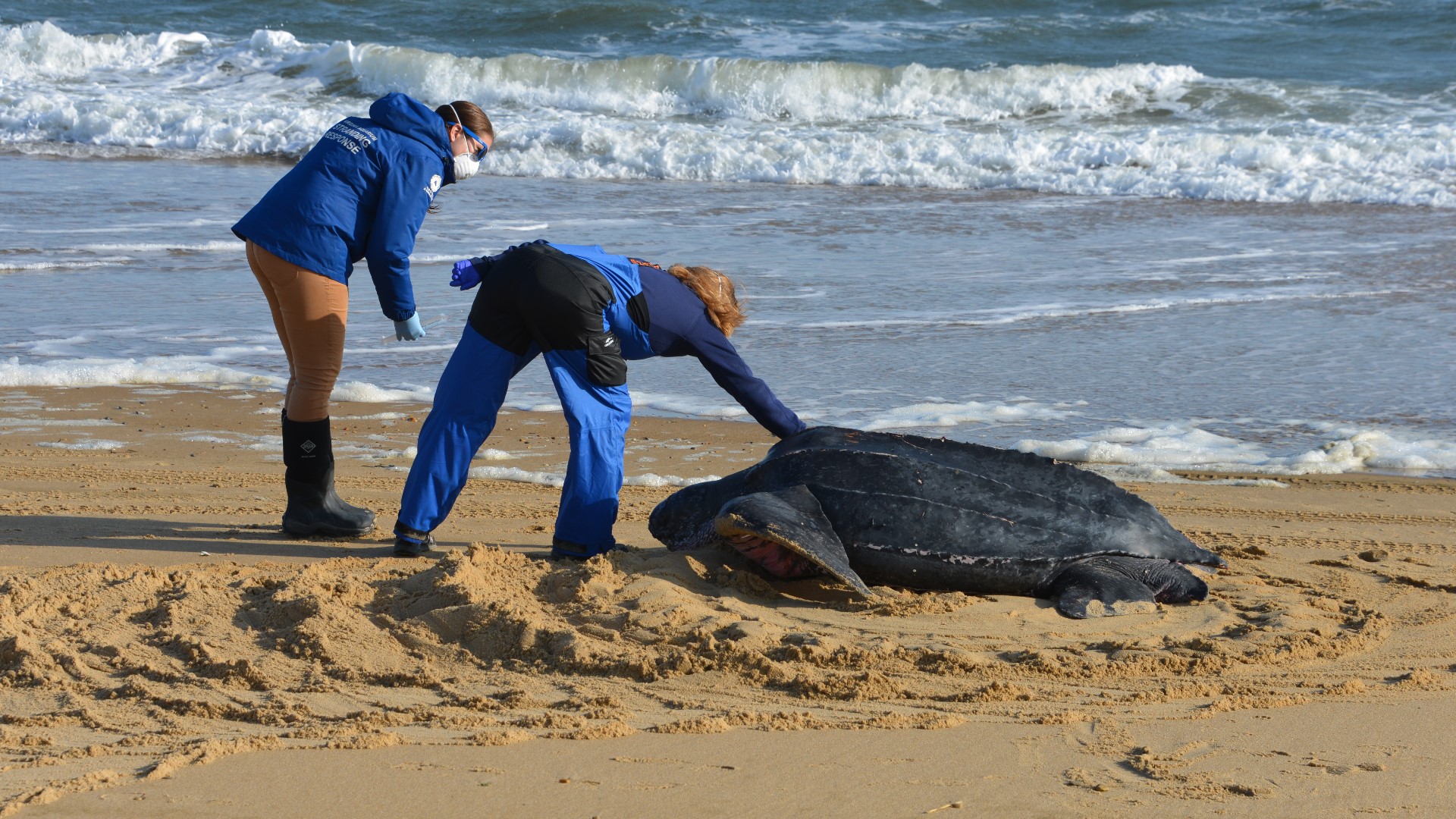 What sea turtles can you find in Texas? | kiiitv.com