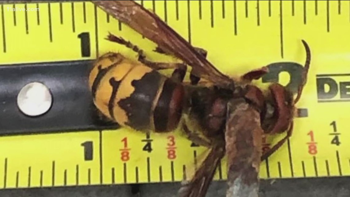 Reports of murder hornets in Georgia not true, experts say | kiiitv.com