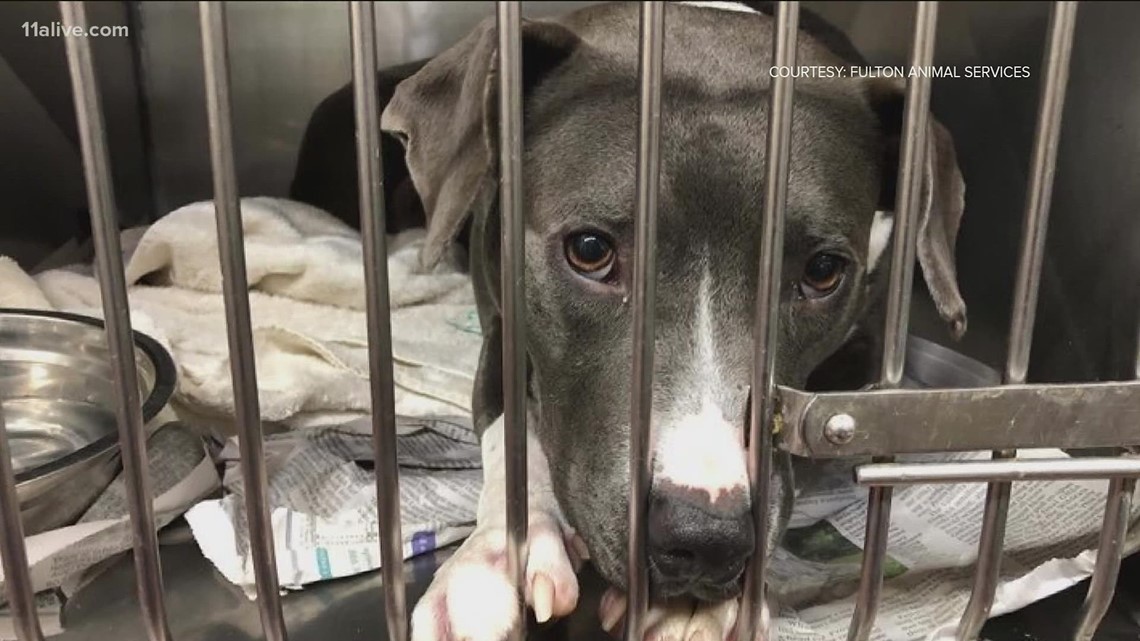 Donate blankets to Corpus Christi animal shelter | kiiitv.com
