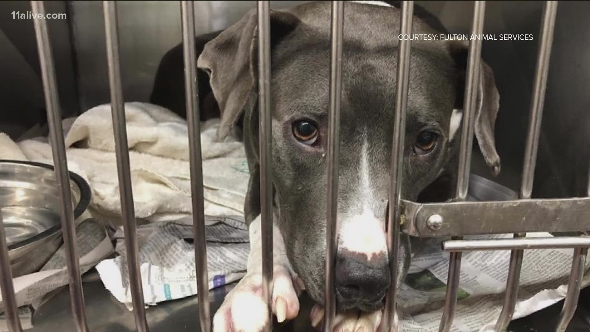 Donate blankets to Corpus Christi animal shelter | kiiitv.com